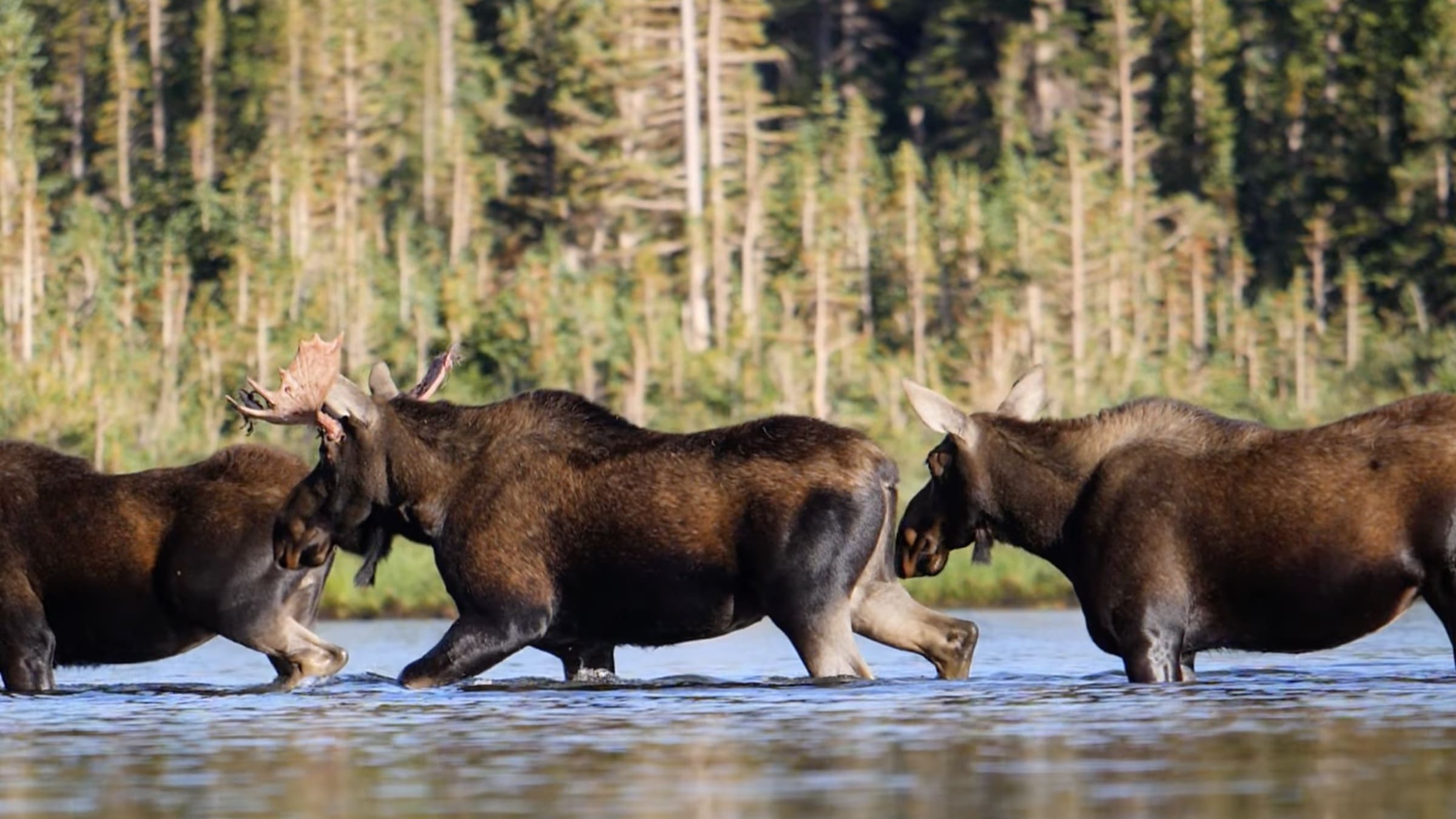 3 Moose Attacks In 3 Days Spark Warning From Colorado Wildlife Officials - Unofficial Networks